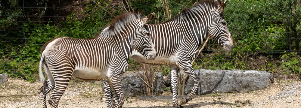 Grevyzebra | Zoo Zürich