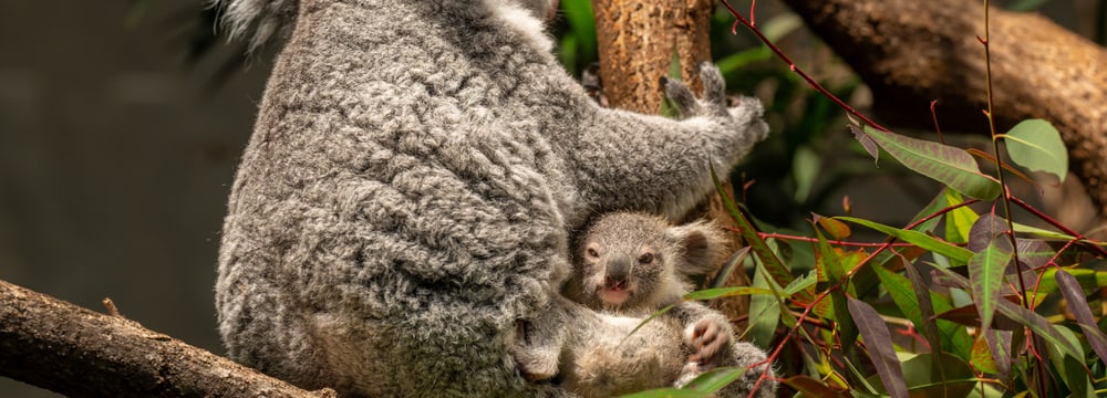 Nachwuchs bei den Koalas | Zoo Zürich