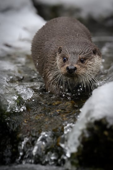 Tiere im Schnee | Zoo Zürich