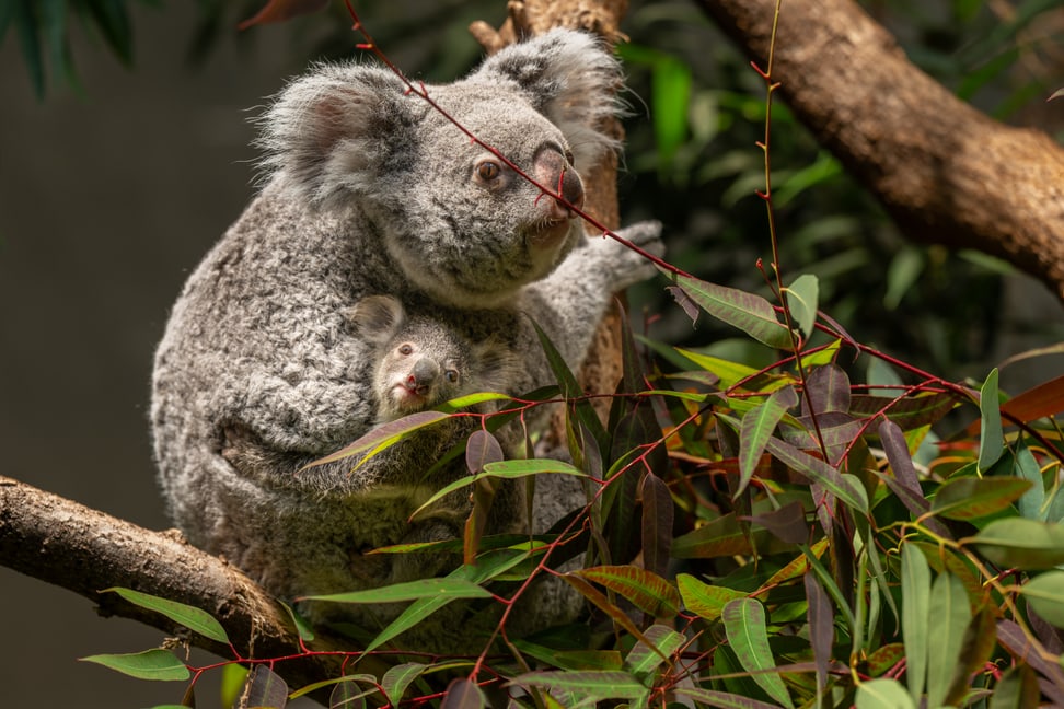 Nachwuchs bei den Koalas | Zoo Zürich