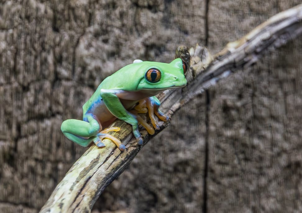 Frosch vs. Pilz | Zoo Zürich