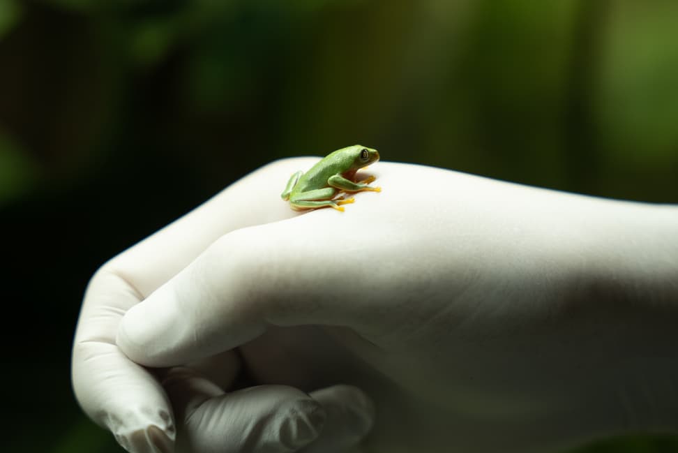Kleiner Frosch, grosser Erfolg | Zoo Zürich