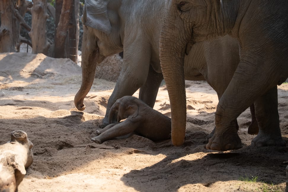 Elefantengeburt ohne glücklichen Ausgang | Zoo Zürich