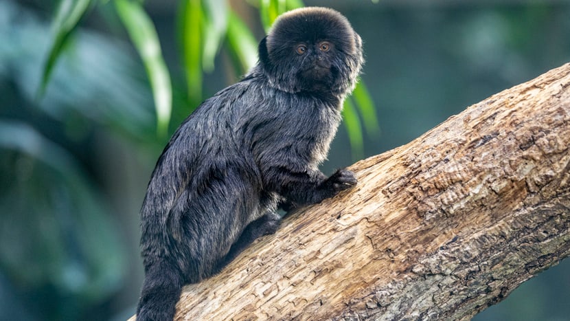 «Spitzensportler» im Zoo Zürich | Zoo Zürich