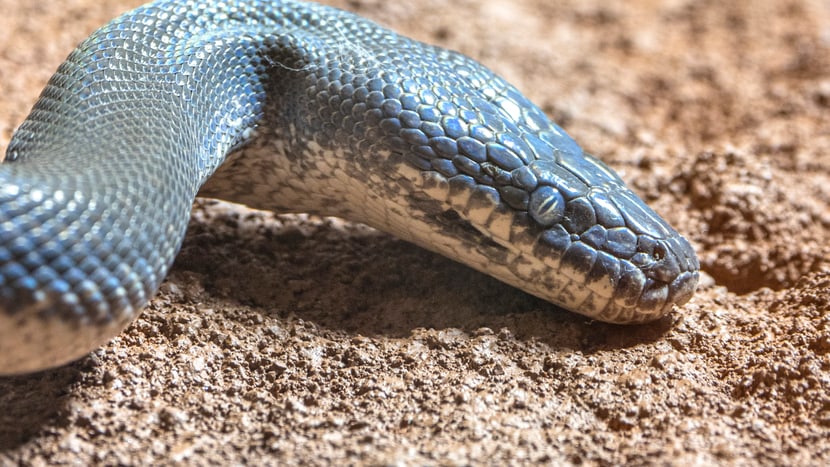 Der Geheimnisvolle: Savu-Python | Zoo Zürich