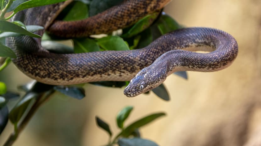Medien-Apéro Januar: Blick zurück und Sprung nach vorne | Zoo Zürich