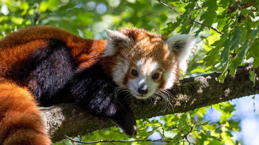 Neuankömmling bei den Kleinen Pandas | Zoo Zürich