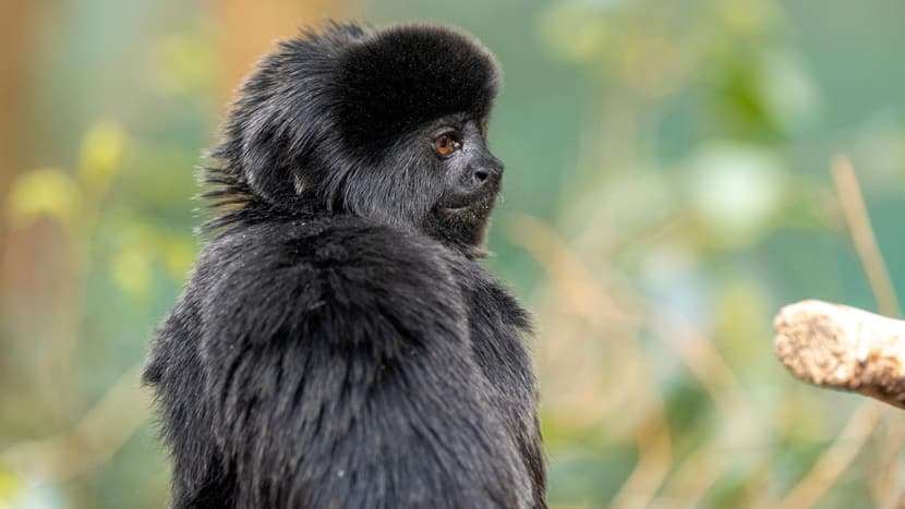 «Spitzensportler» im Zoo Zürich | Zoo Zürich