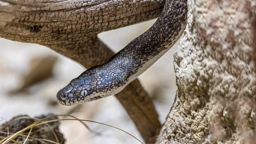 Der Geheimnisvolle: Savu-Python | Zoo Zürich
