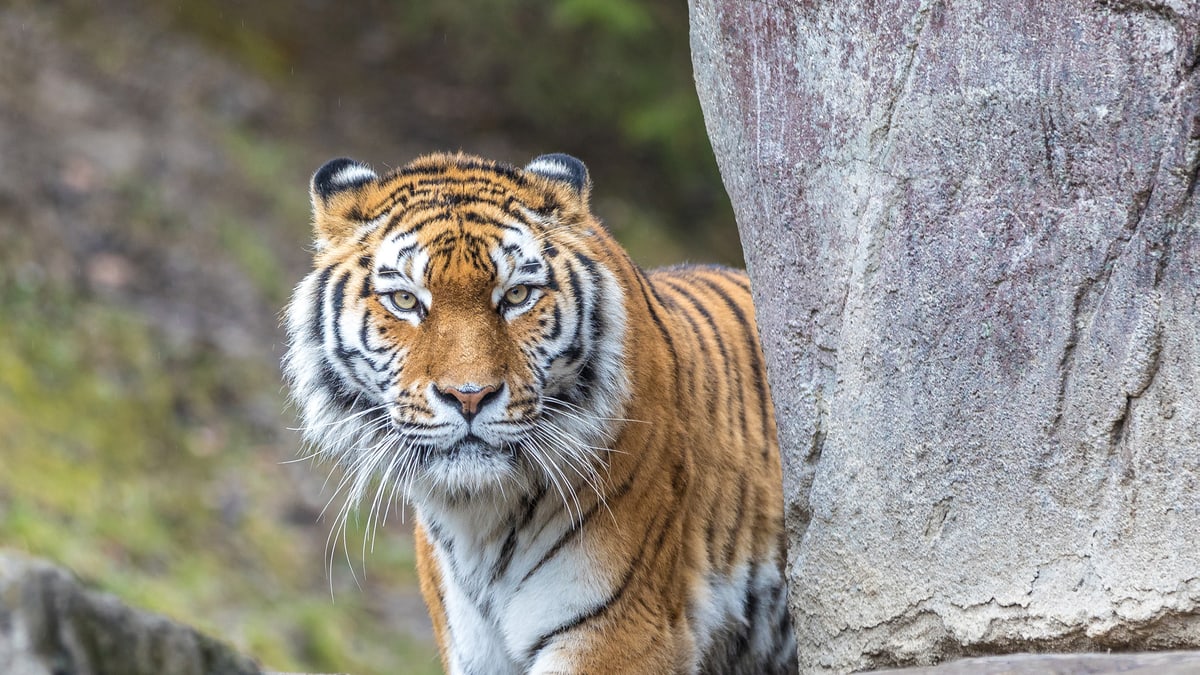 Tier Pflanzenlexikon Zoo Z rich tier-pflanzenlexikon-zoo-z-rich