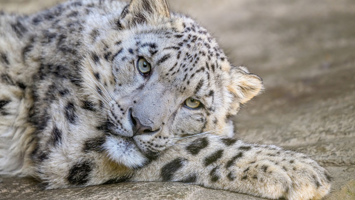 Medien-Apéro April: Raubkatzen auf dem Catwalk | Zoo Zürich
