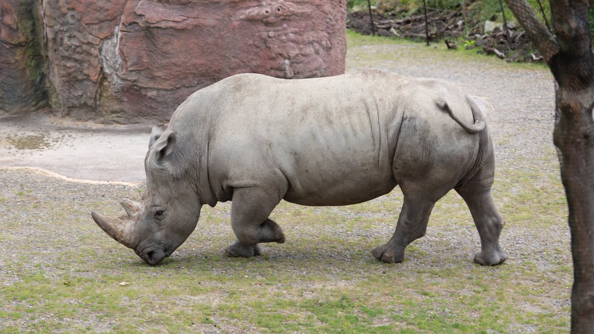 Kimba und seine Aufgaben im Zoo | Zoo Zürich