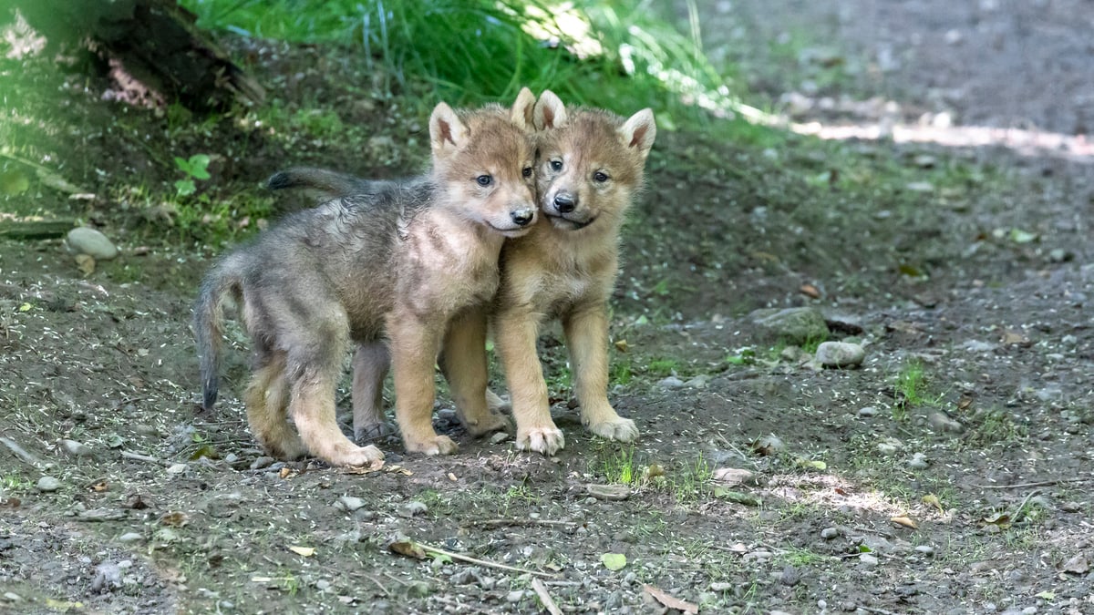 Wolfsrudel verstärkt | Zoo Zürich