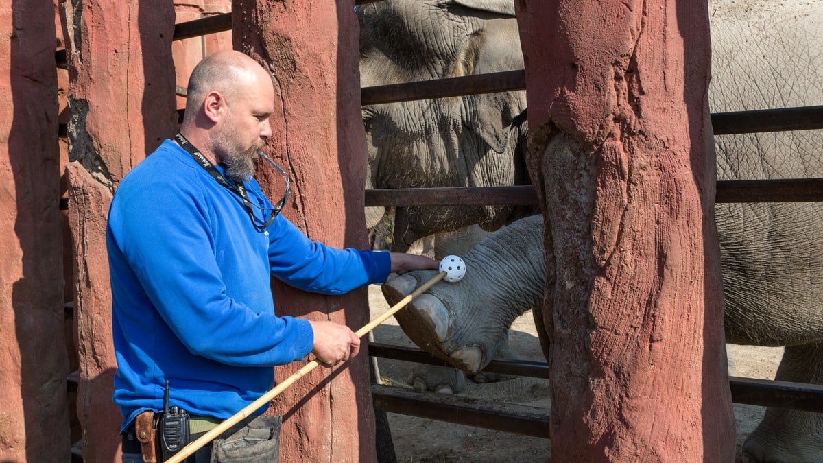 Podcast «Zoo Zürich Backstage» | Zoo Zürich