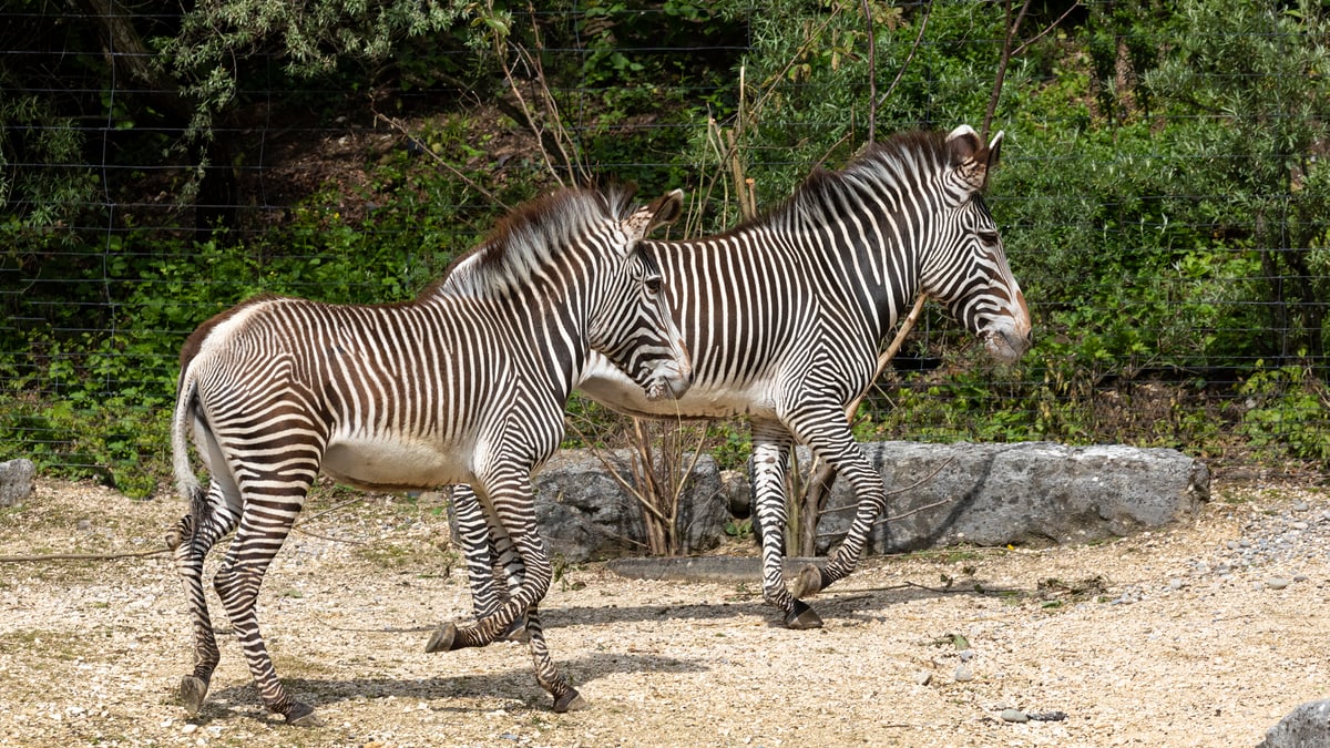 Grevyzebra | Zoo Zürich