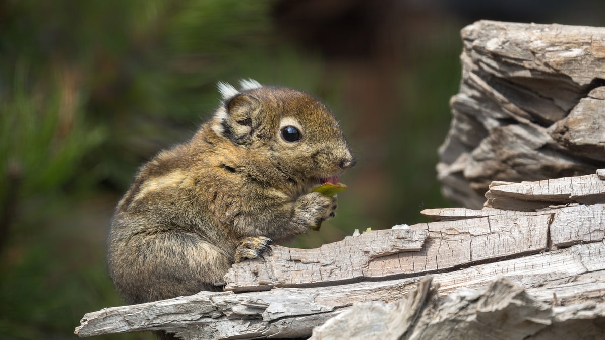 Neue Tiere, neuer Zooführer | Zoo Zürich