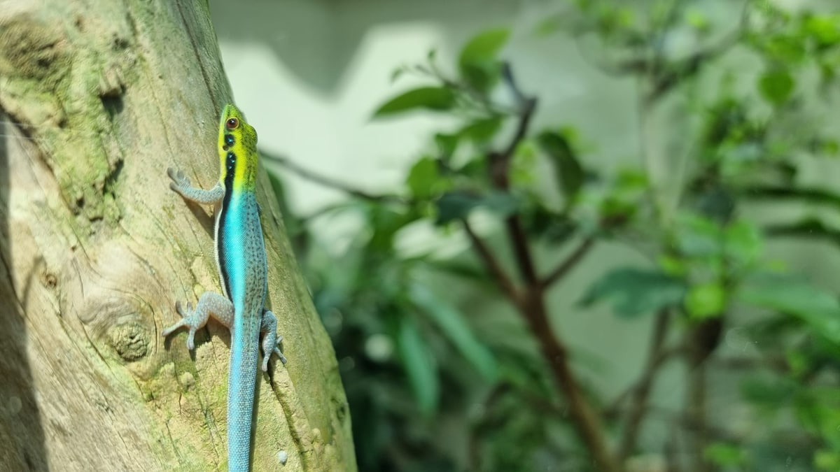 Blauer Bambus-Taggecko | Zoo Zürich
